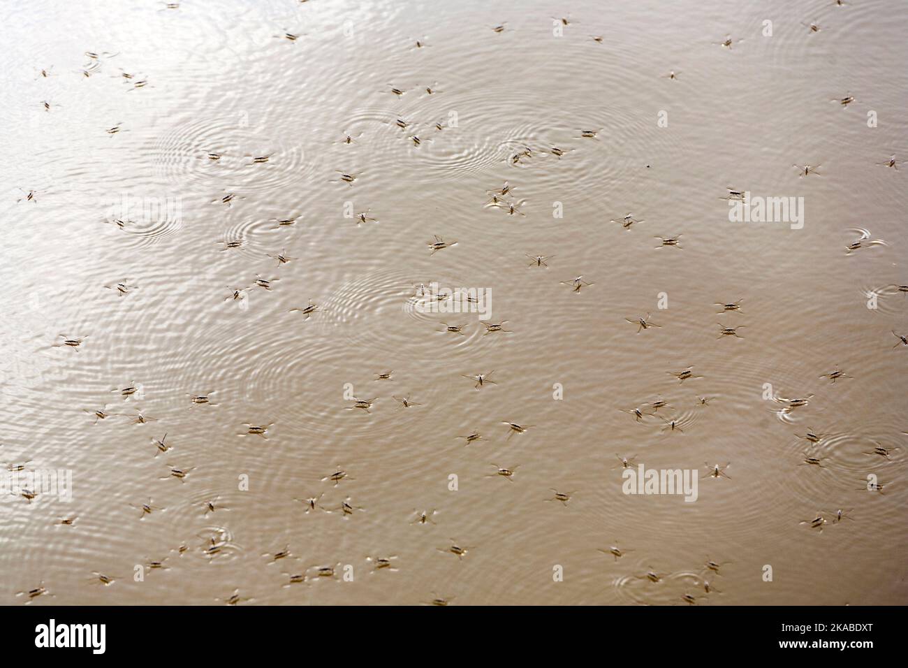 flies walking on the dirty water Stock Photo - Alamy