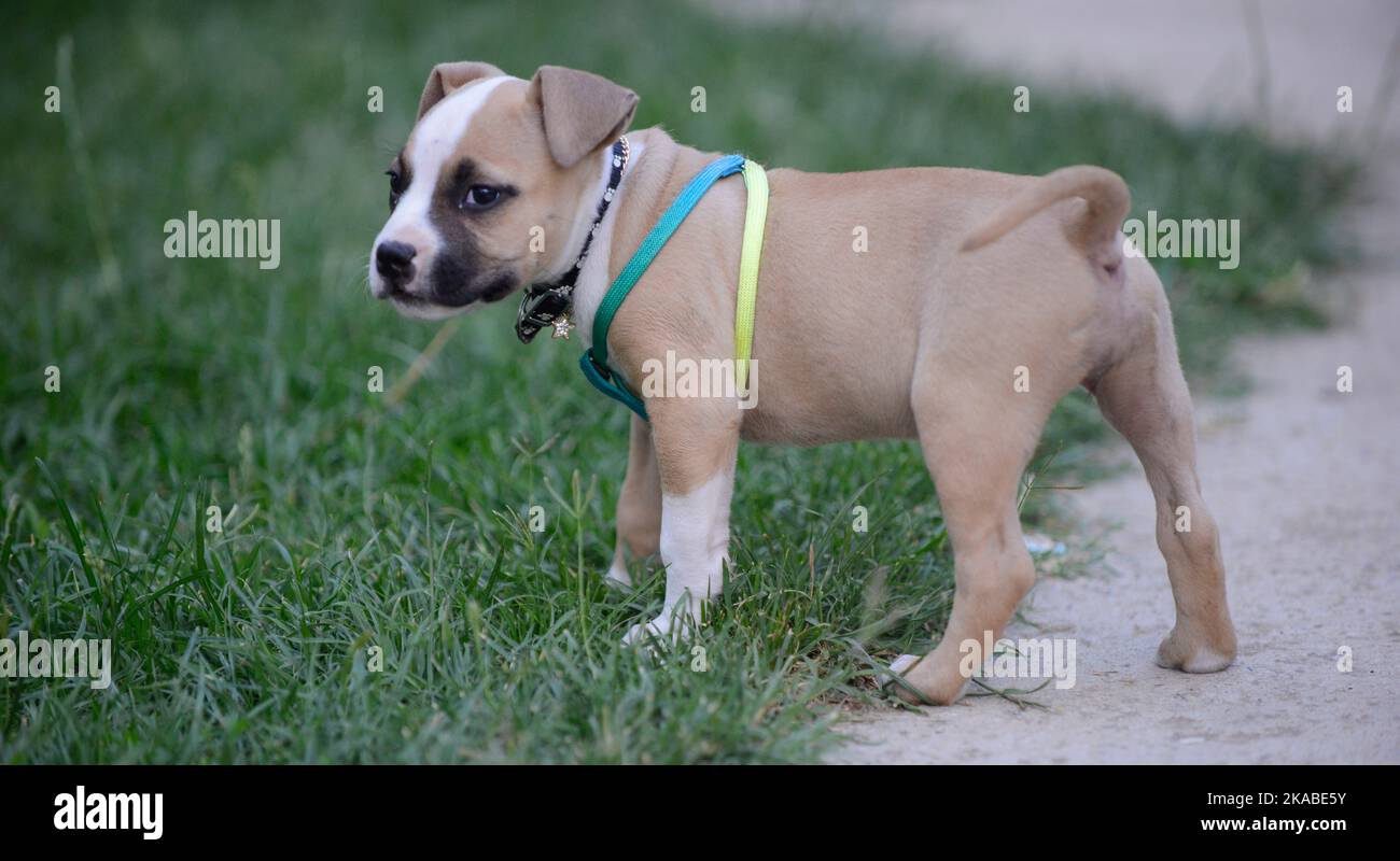 cute playful staffy puppy Stock Photo - Alamy