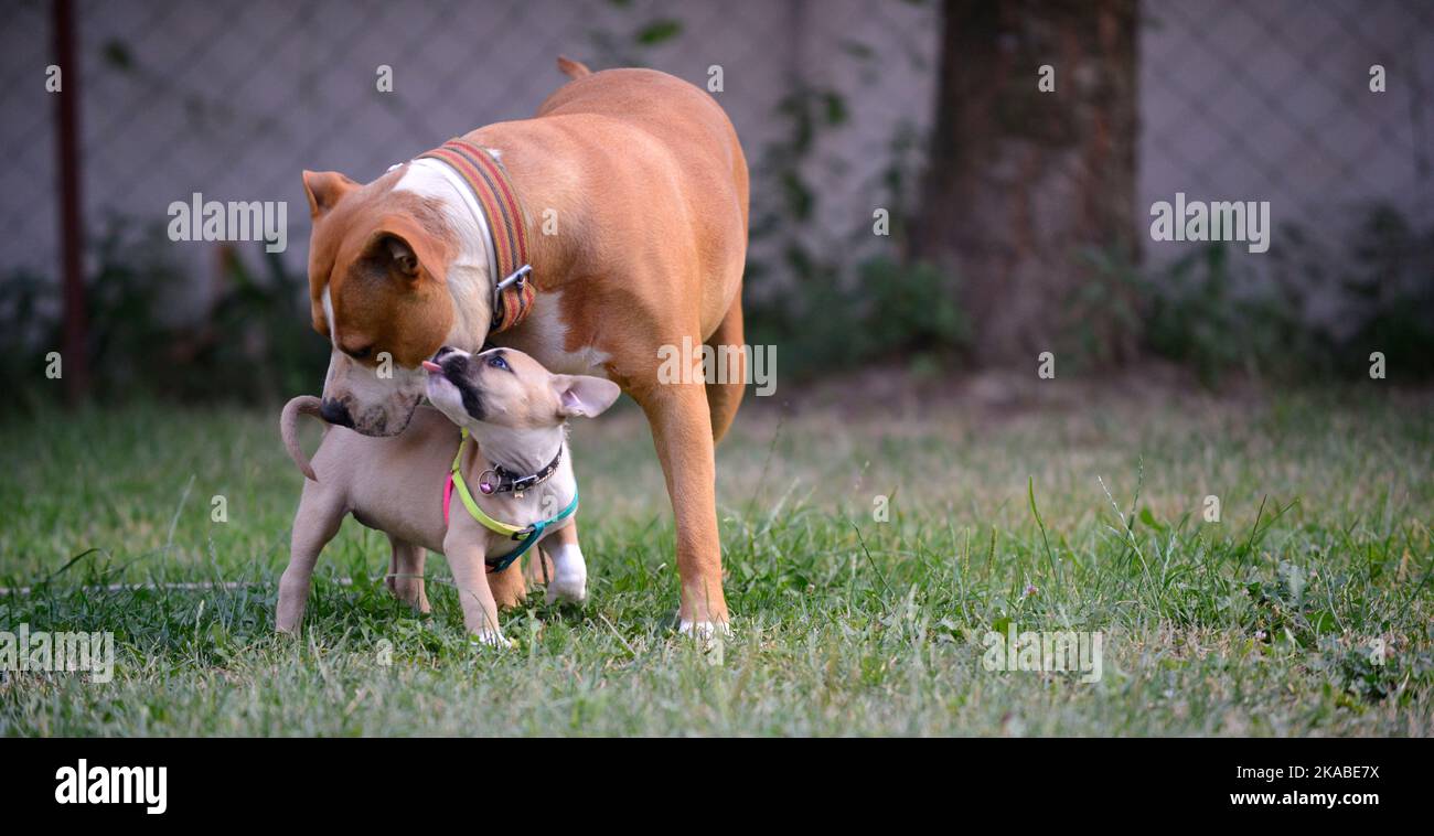 cute playful staffy puppy Stock Photo - Alamy
