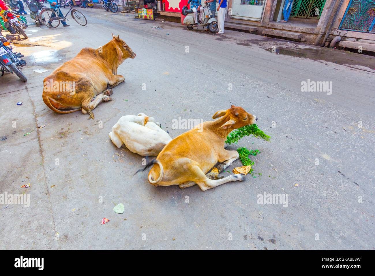 Indian indigenous cow hi-res stock photography and images - Alamy