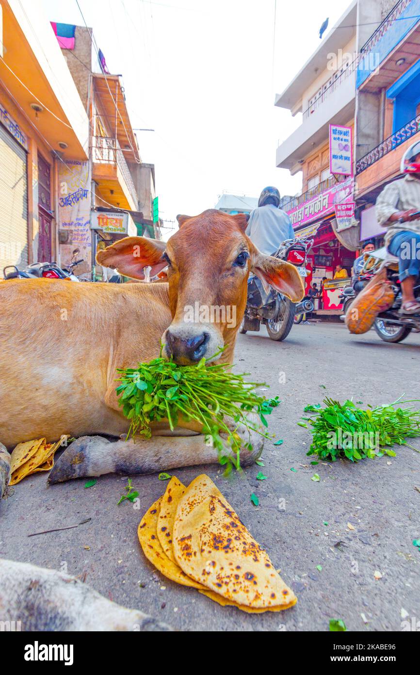 indian cow eating vegetables and bread in the morning Stock Photo - Alamy