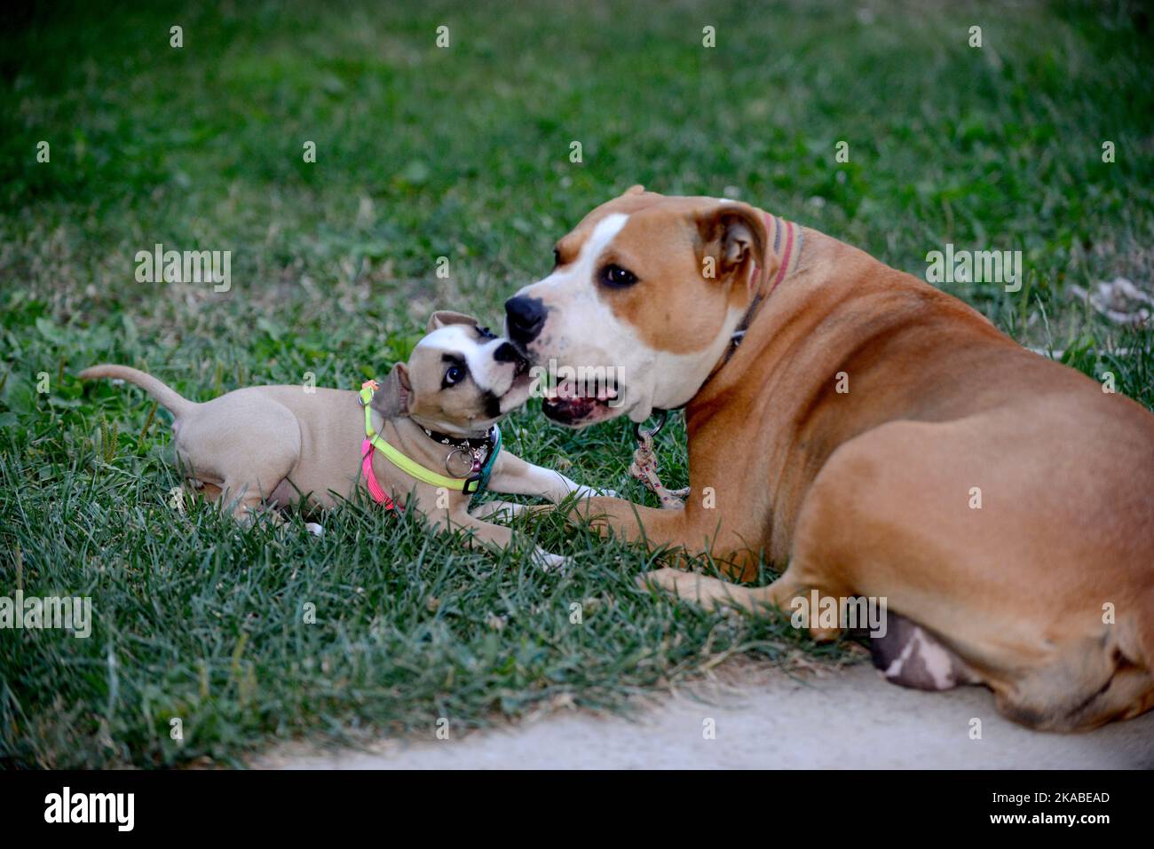 cute playful staffy puppy Stock Photo - Alamy
