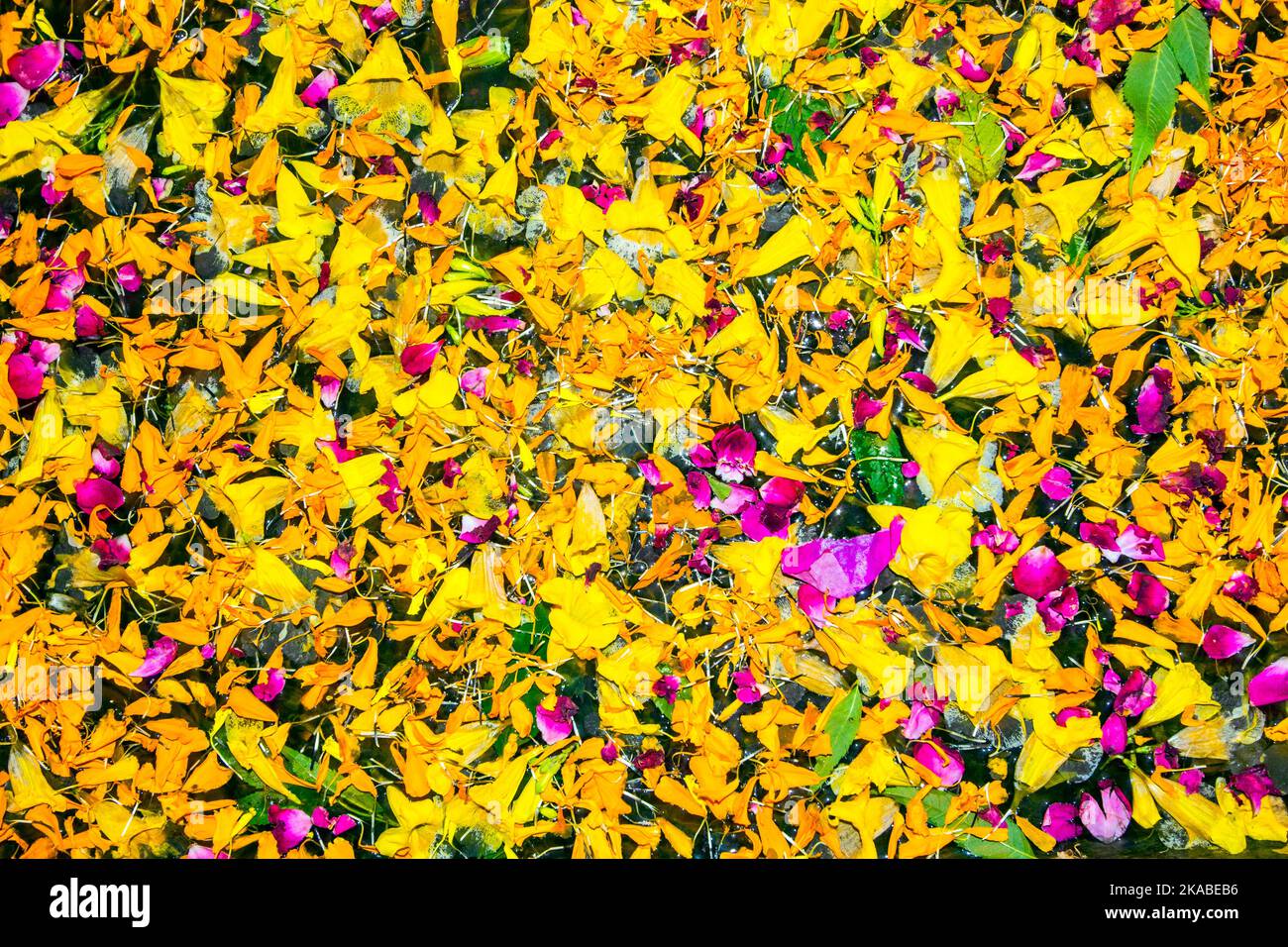 tropical flower buds floating in a basin for harmony Stock Photo - Alamy