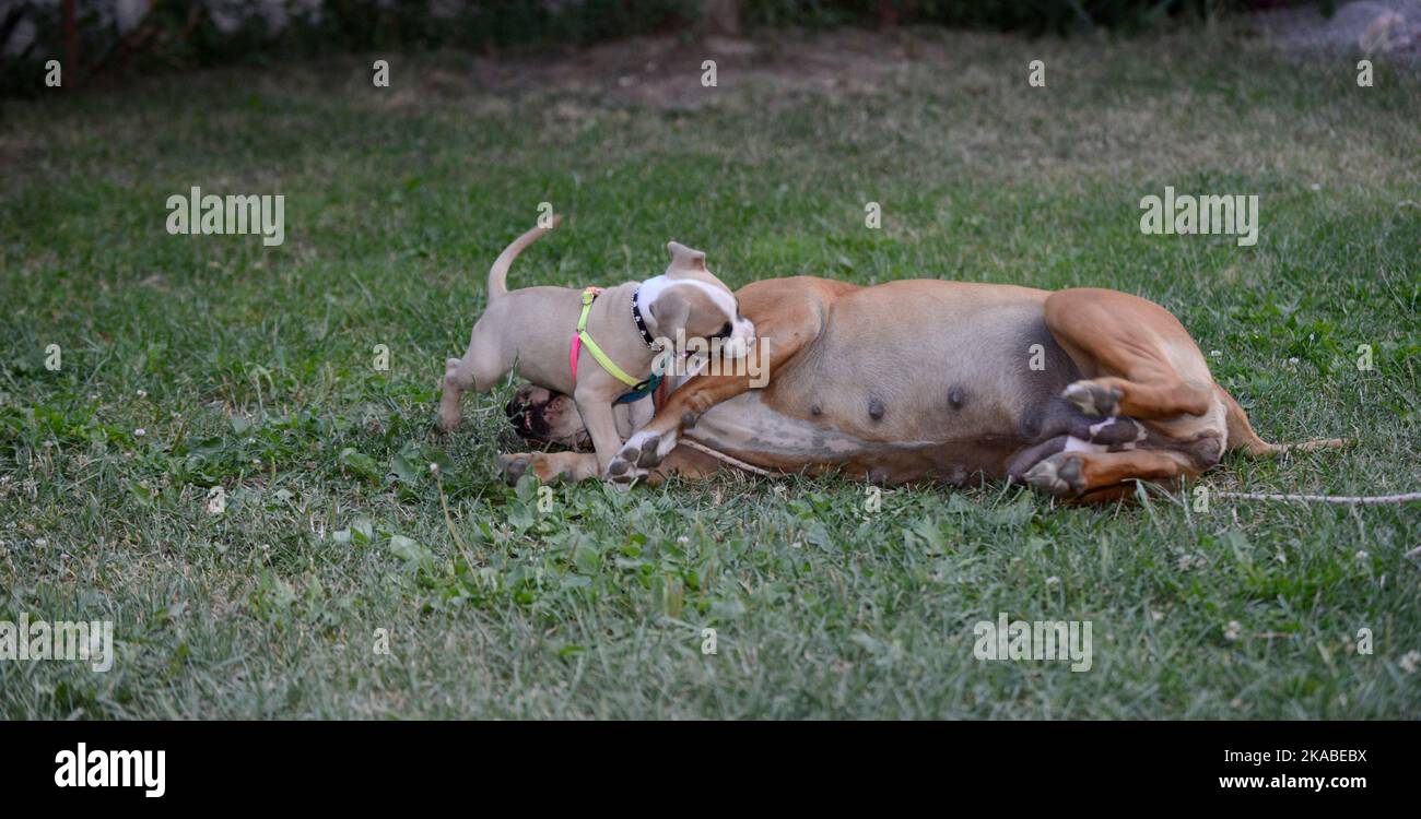 cute playful staffy puppy Stock Photo - Alamy
