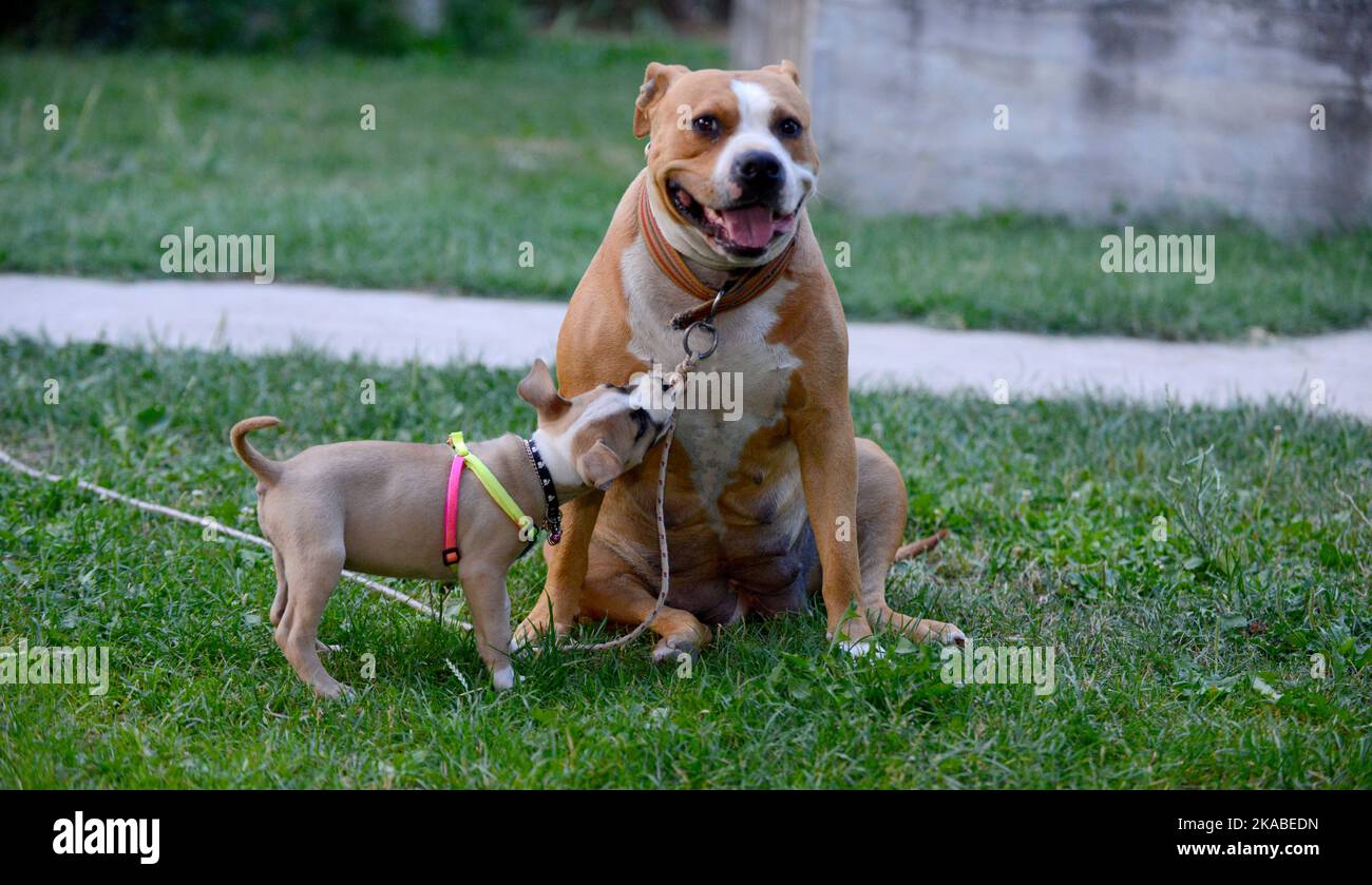 cute playful staffy puppy Stock Photo - Alamy