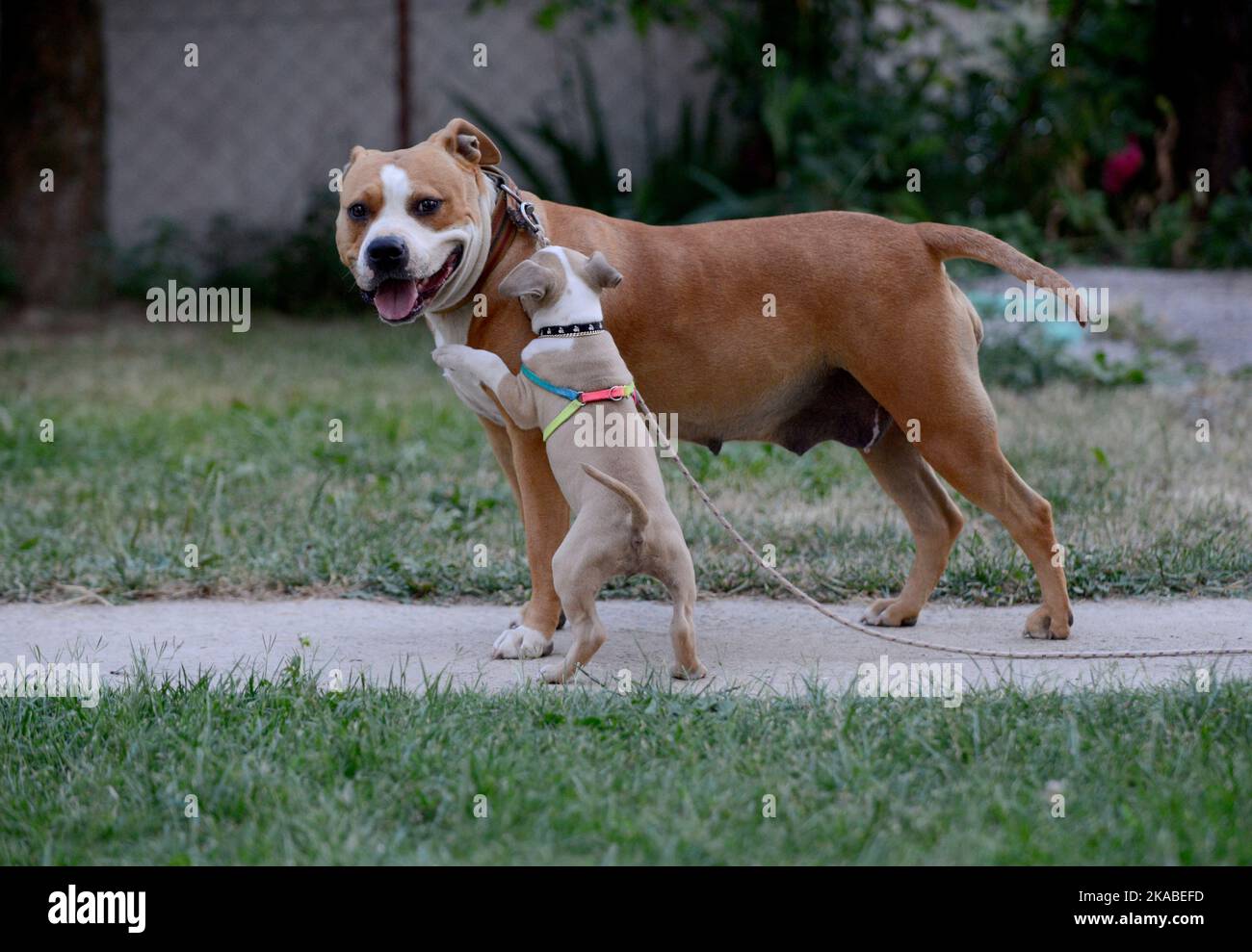 cute playful staffy puppy Stock Photo - Alamy