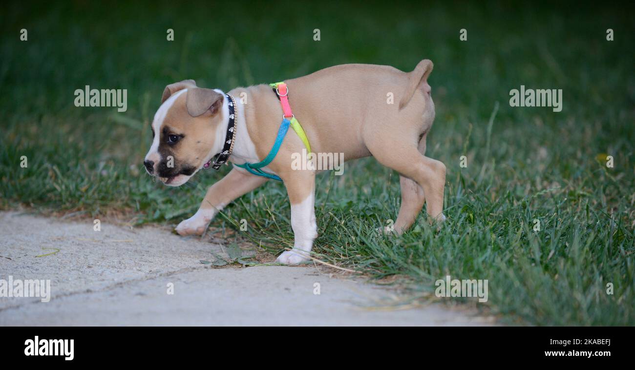 cute playful staffy puppy Stock Photo - Alamy