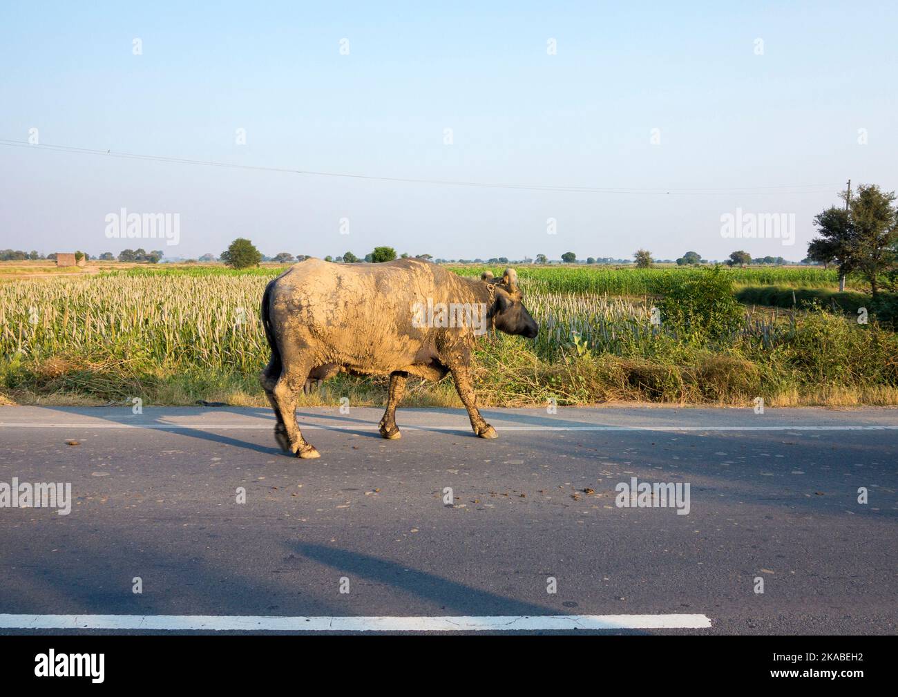 buffalo walking along the highway in india Stock Photo - Alamy