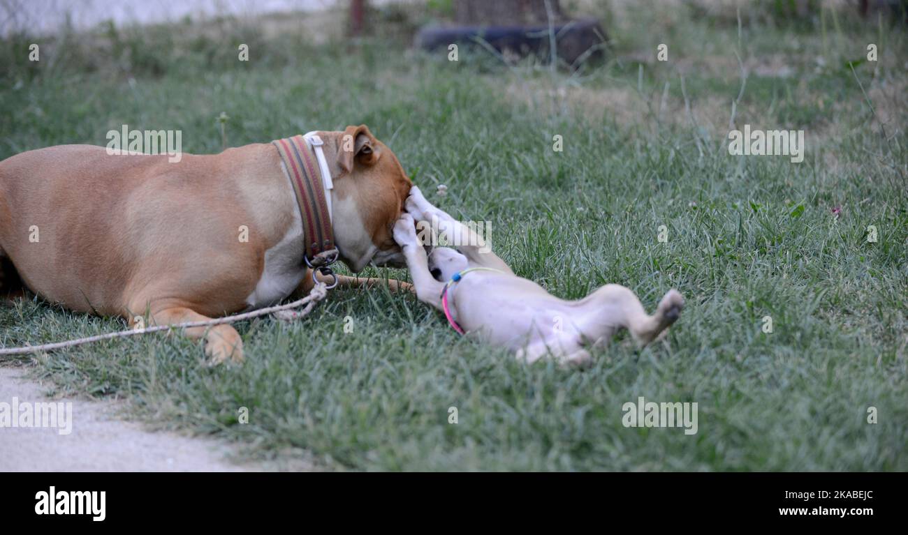 cute playful staffy puppy Stock Photo - Alamy