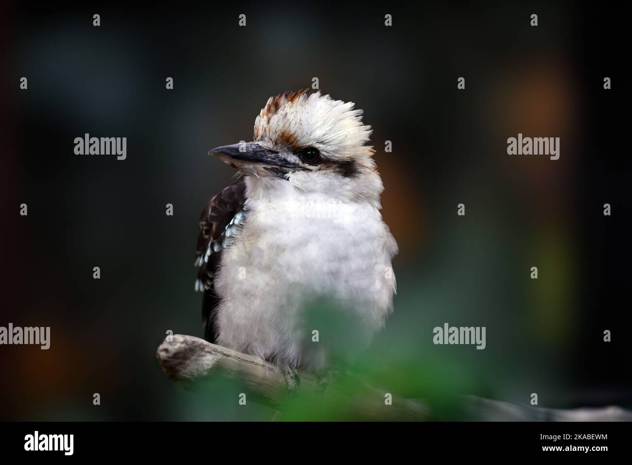 Laughing kookaburra bird resting on a tree branch Stock Photo - Alamy