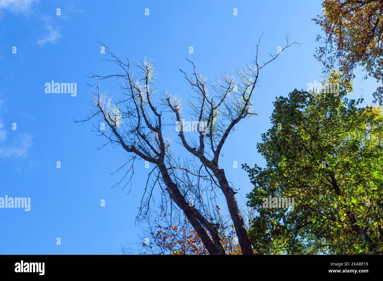 crown of oak trees in autumn under blue sky Stock Photo - Alamy