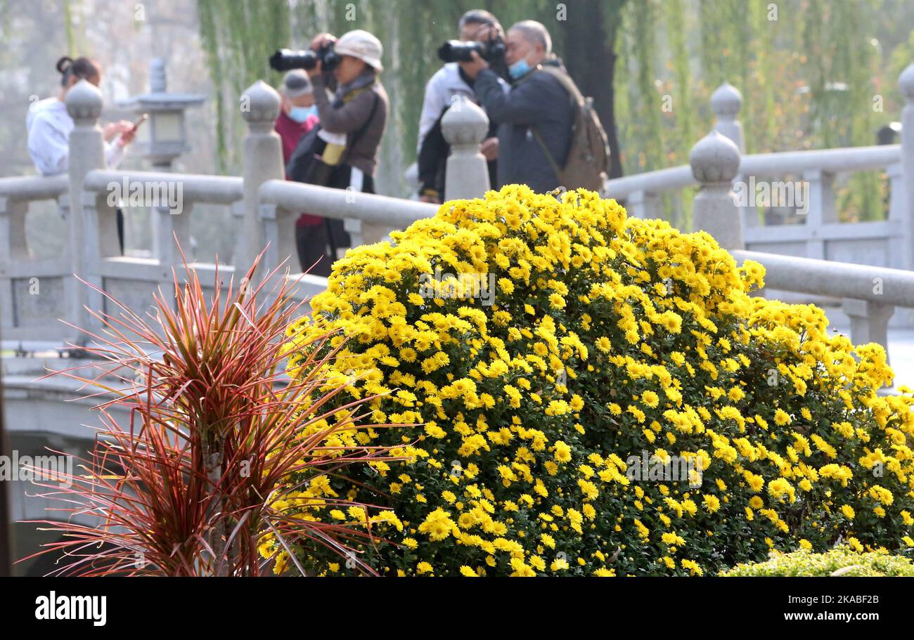 The chrysanthemum exhibition in Xingqinggong Park attracts tourists to ...