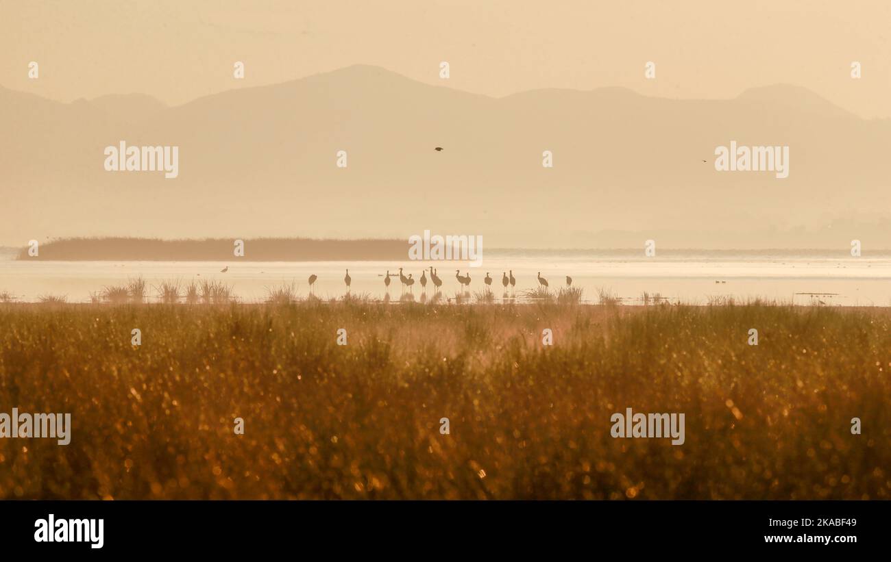 Black necked crane dance hi-res stock photography and images - Alamy