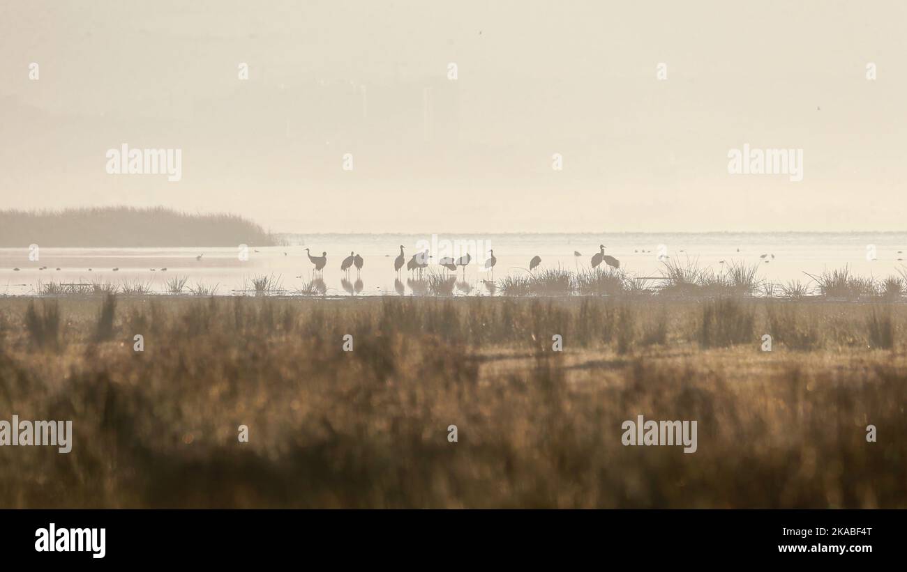 Black necked crane dance hi-res stock photography and images - Alamy