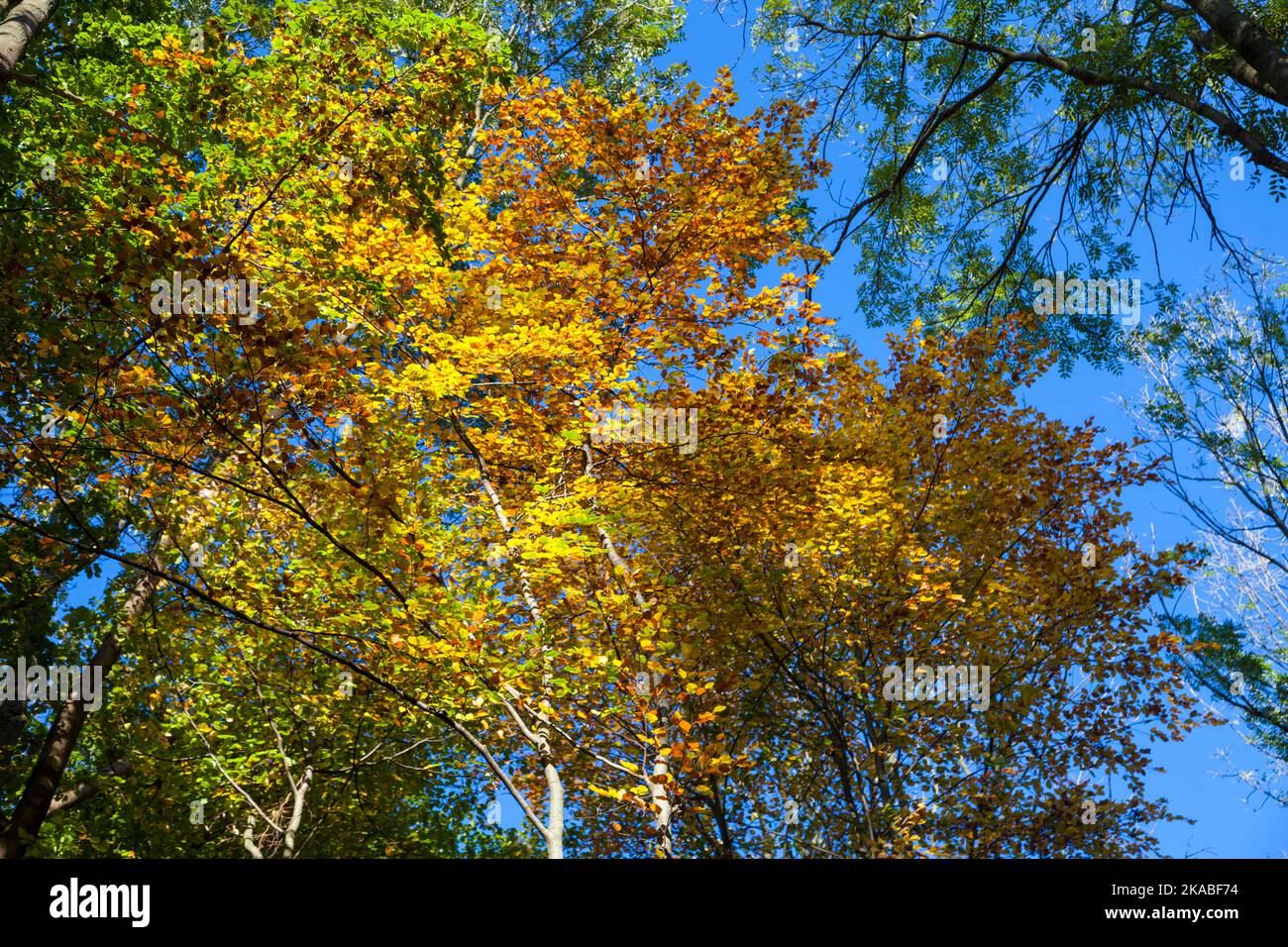 The crown of oak hi-res stock photography and images - Alamy