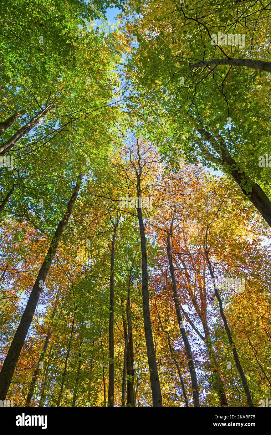 crown of oak trees in autumn under blue sky Stock Photo - Alamy
