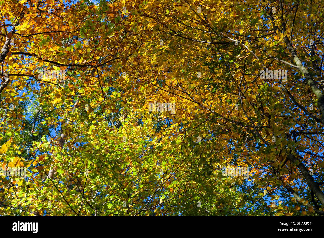crown of oak tree in indian summer colors Stock Photo - Alamy