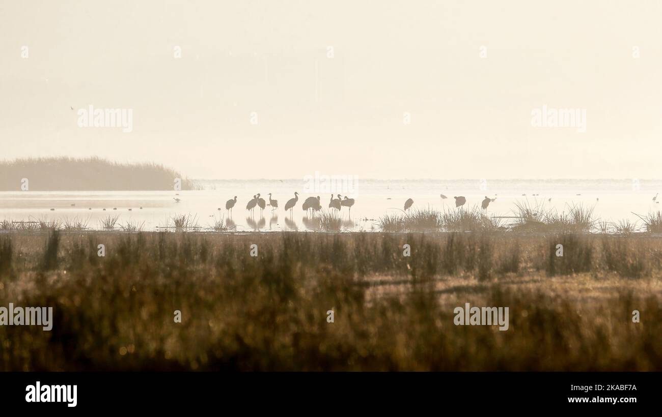 WEINING, CHINA - NOVEMBER 2, 2022 - Black-necked cranes swim, sing and ...