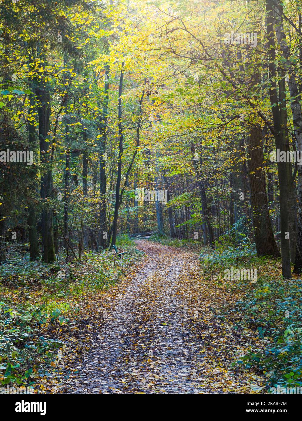 path through the oak tree forest Stock Photo - Alamy