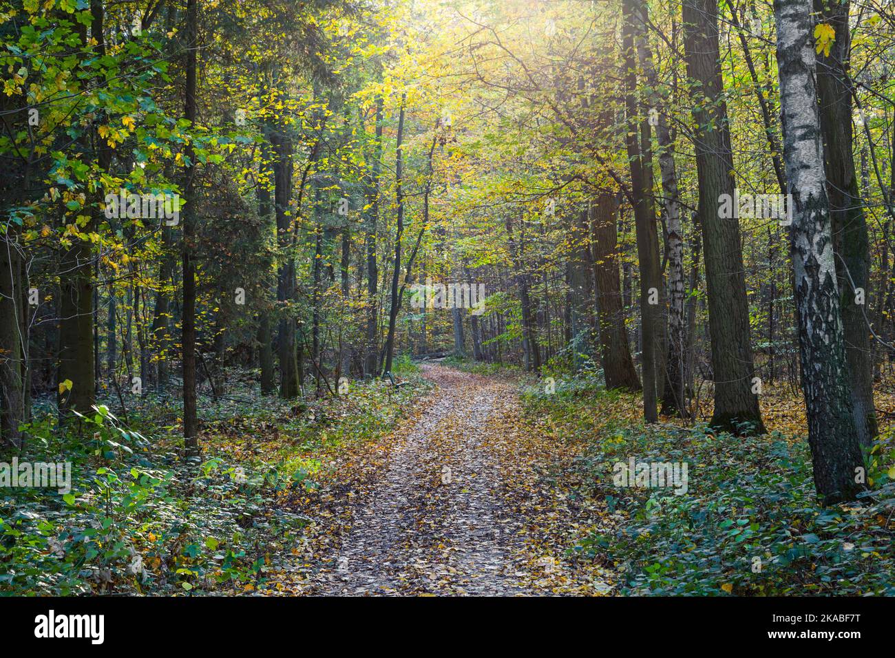 path through the oak tree forest Stock Photo - Alamy