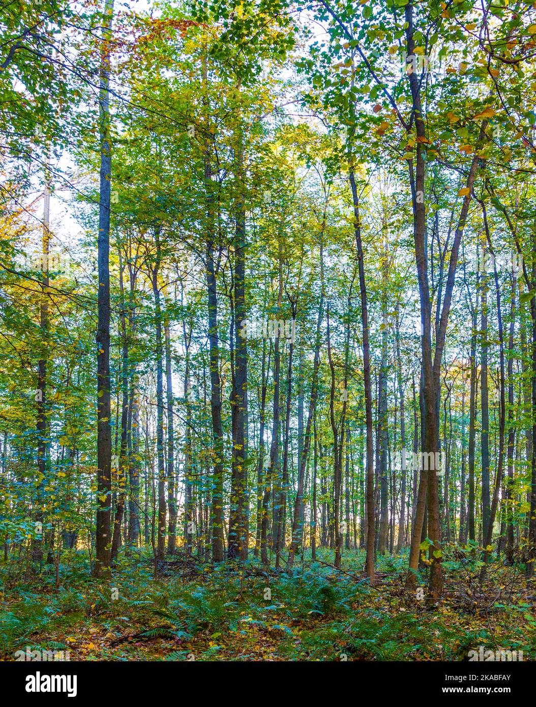 harmonic pattern of oak trees in the forest Stock Photo - Alamy