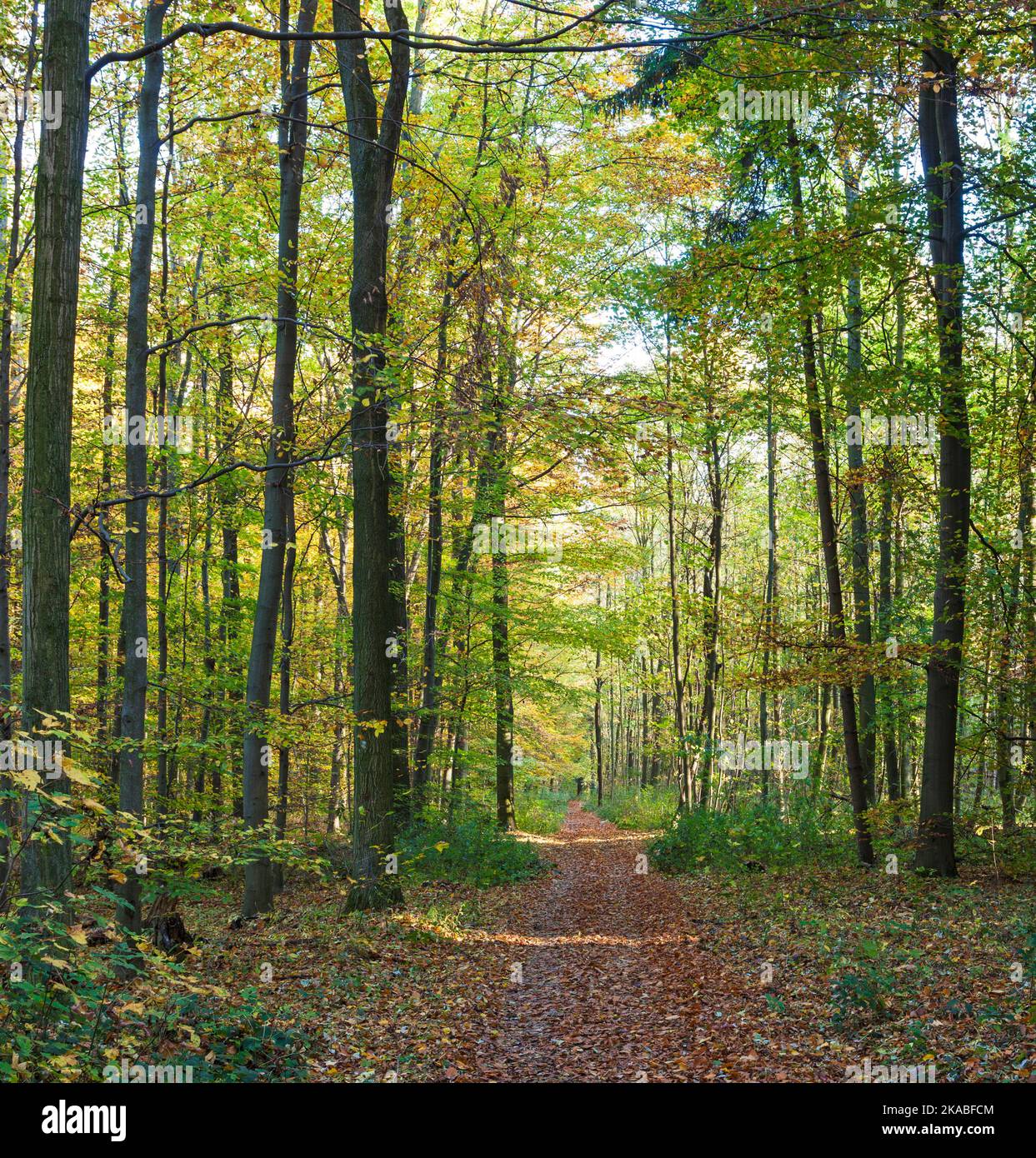 path through the oak tree forest Stock Photo - Alamy