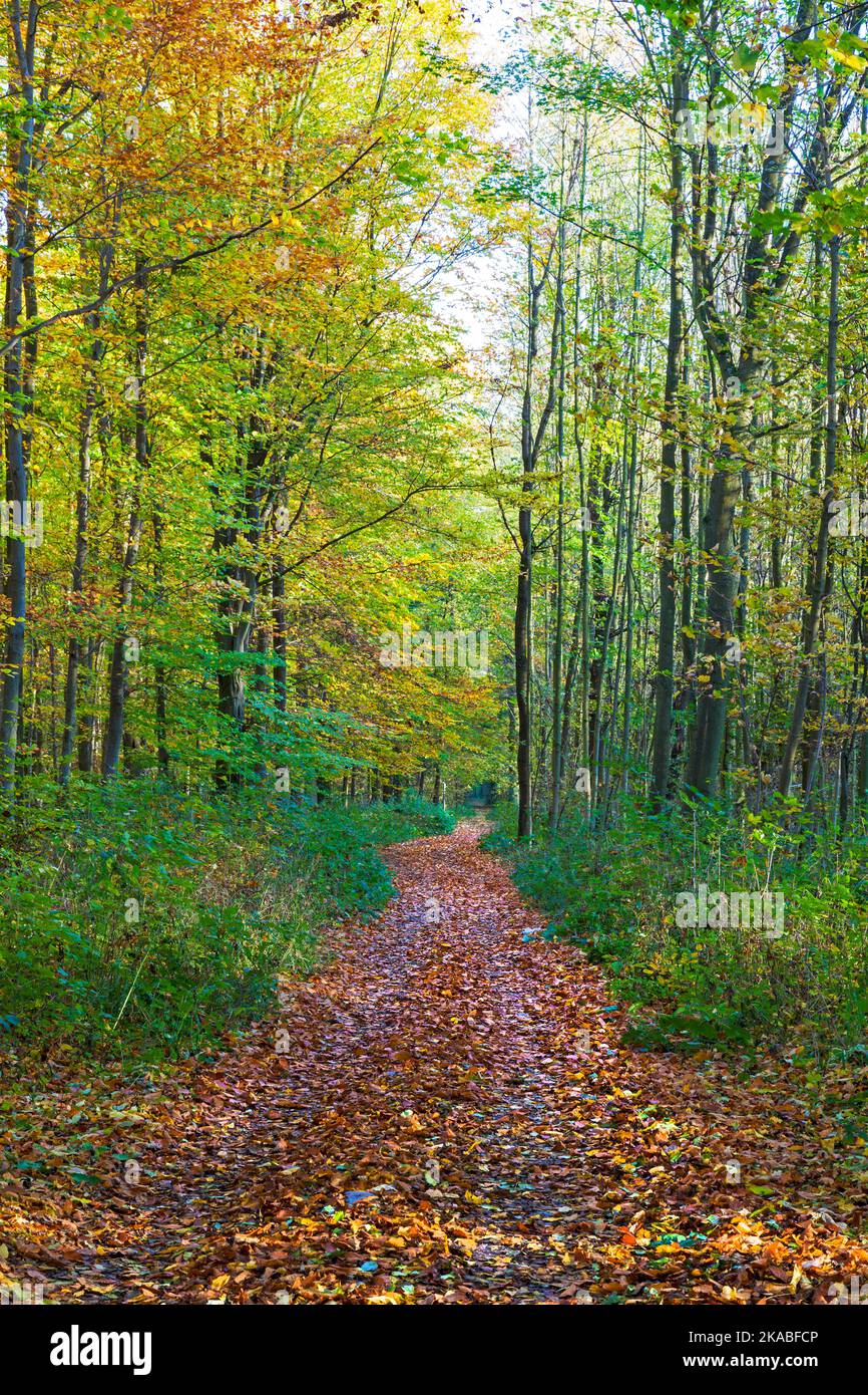 path through the oak tree forest Stock Photo - Alamy
