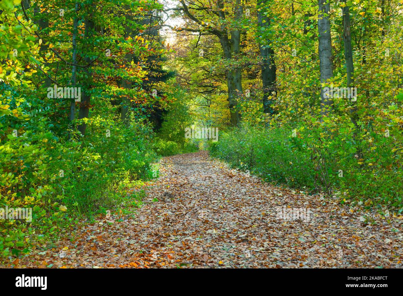 path through the oak tree forest Stock Photo - Alamy