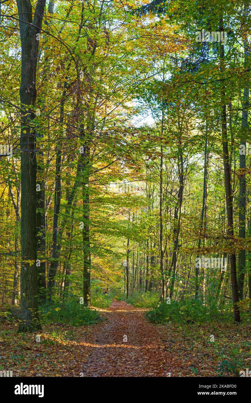 path through the oak tree forest Stock Photo - Alamy
