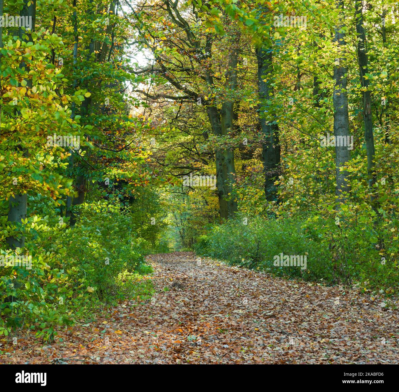 path through the oak tree forest Stock Photo - Alamy
