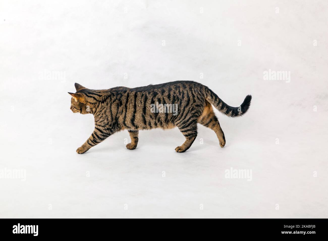 cute tiger cat with white background in studio Stock Photo - Alamy
