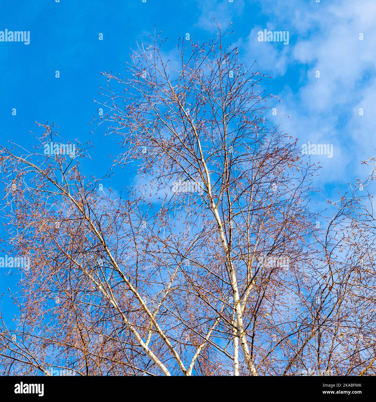 top of Birch tree under blue sky Stock Photo - Alamy