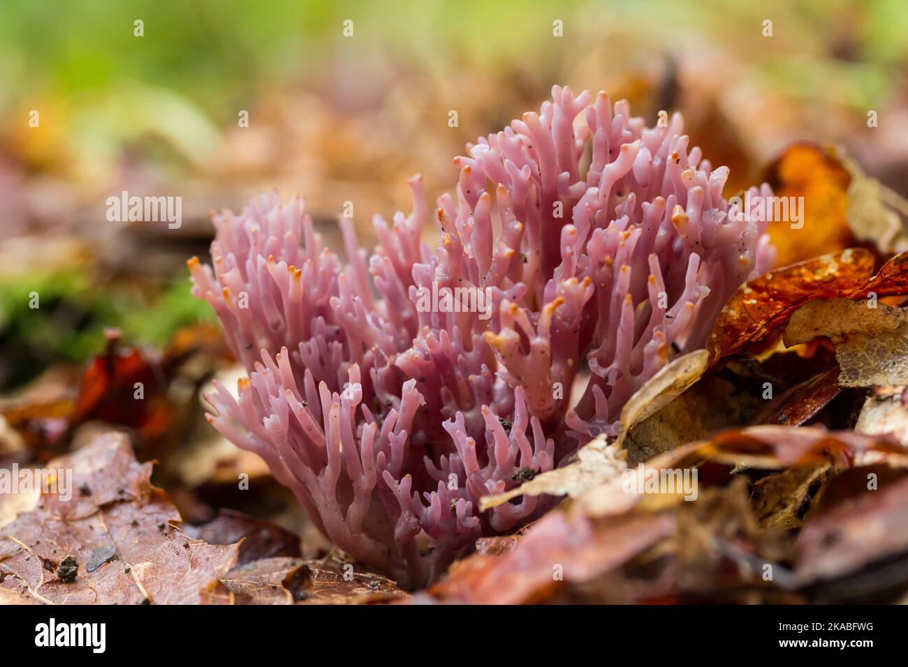 Pink coral fungi hi-res stock photography and images - Alamy
