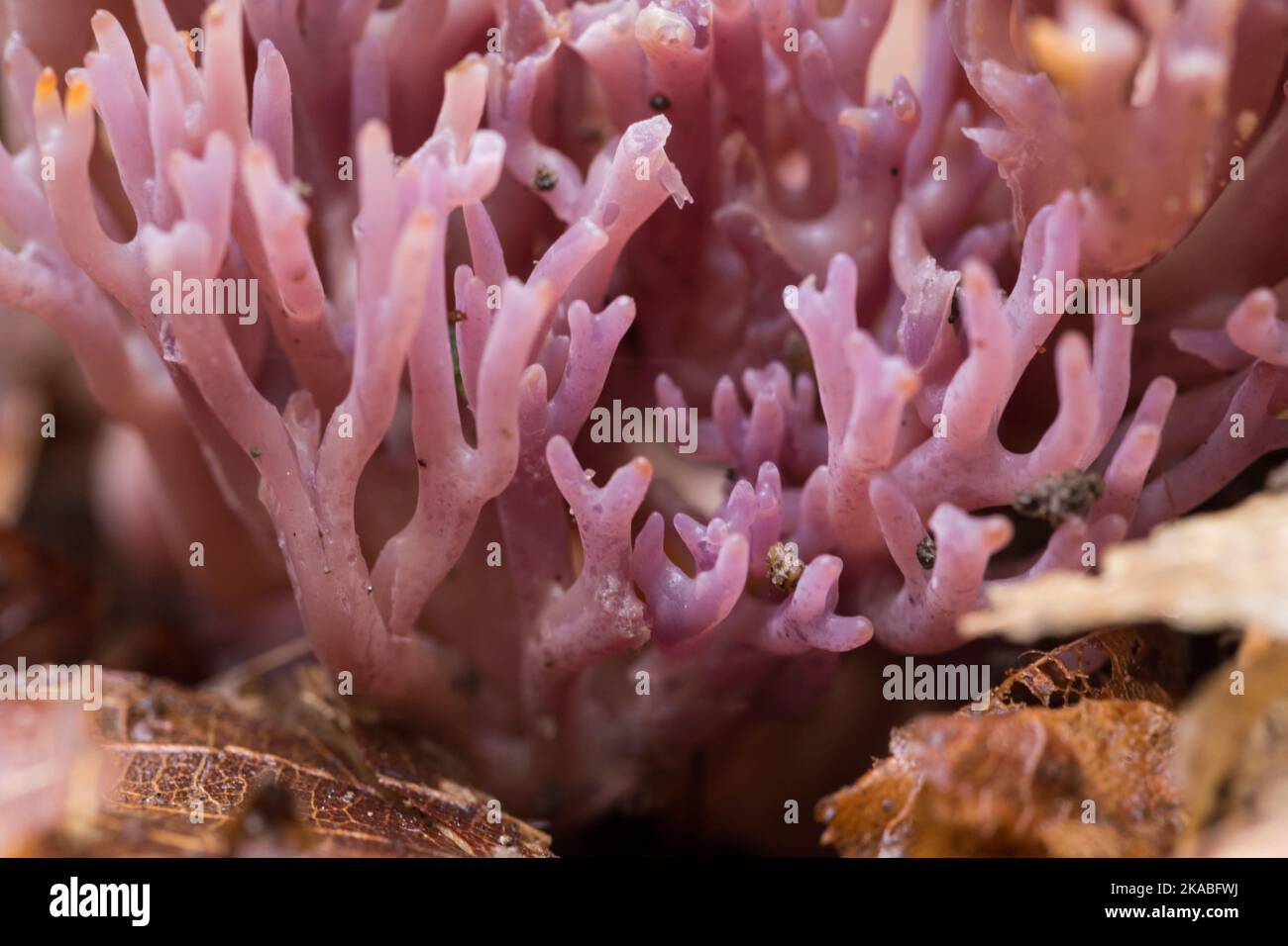 Violet coral fungi (Clavaria zollingeri) growing on a grove forest ...