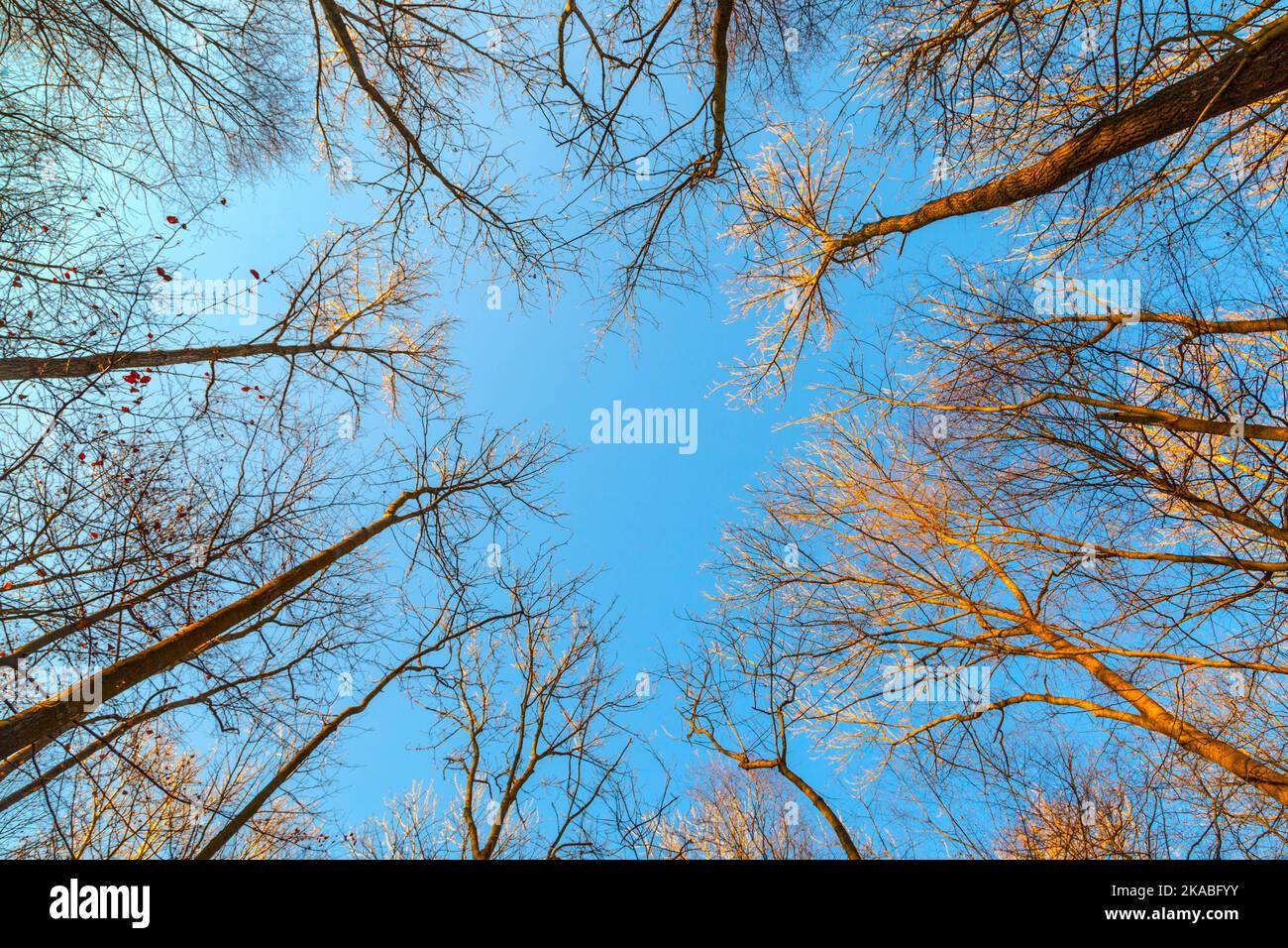 crown of trees under clear blue sky Stock Photo - Alamy