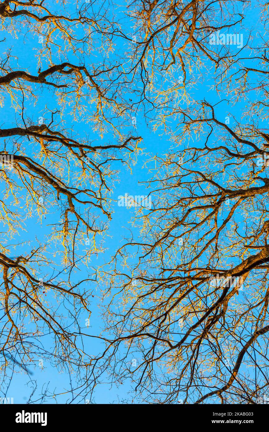 crown of trees under blue sky Stock Photo - Alamy