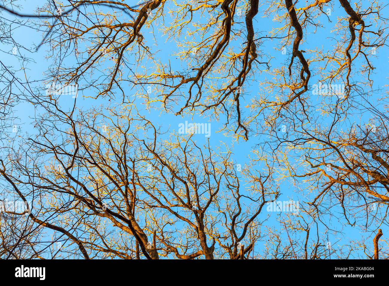 crown of trees under blue sky Stock Photo - Alamy