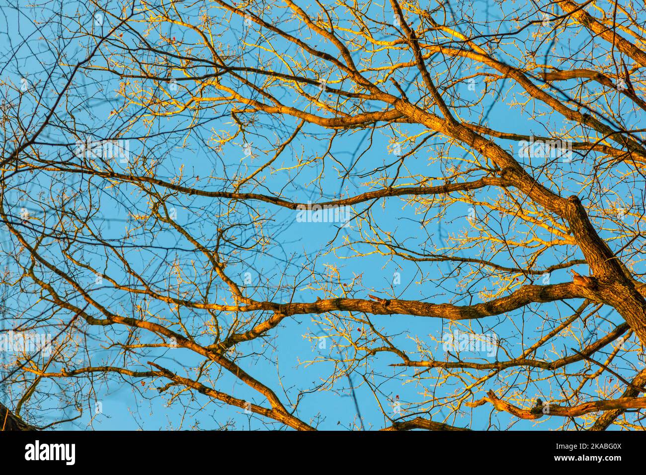 crown of trees under blue sky Stock Photo - Alamy