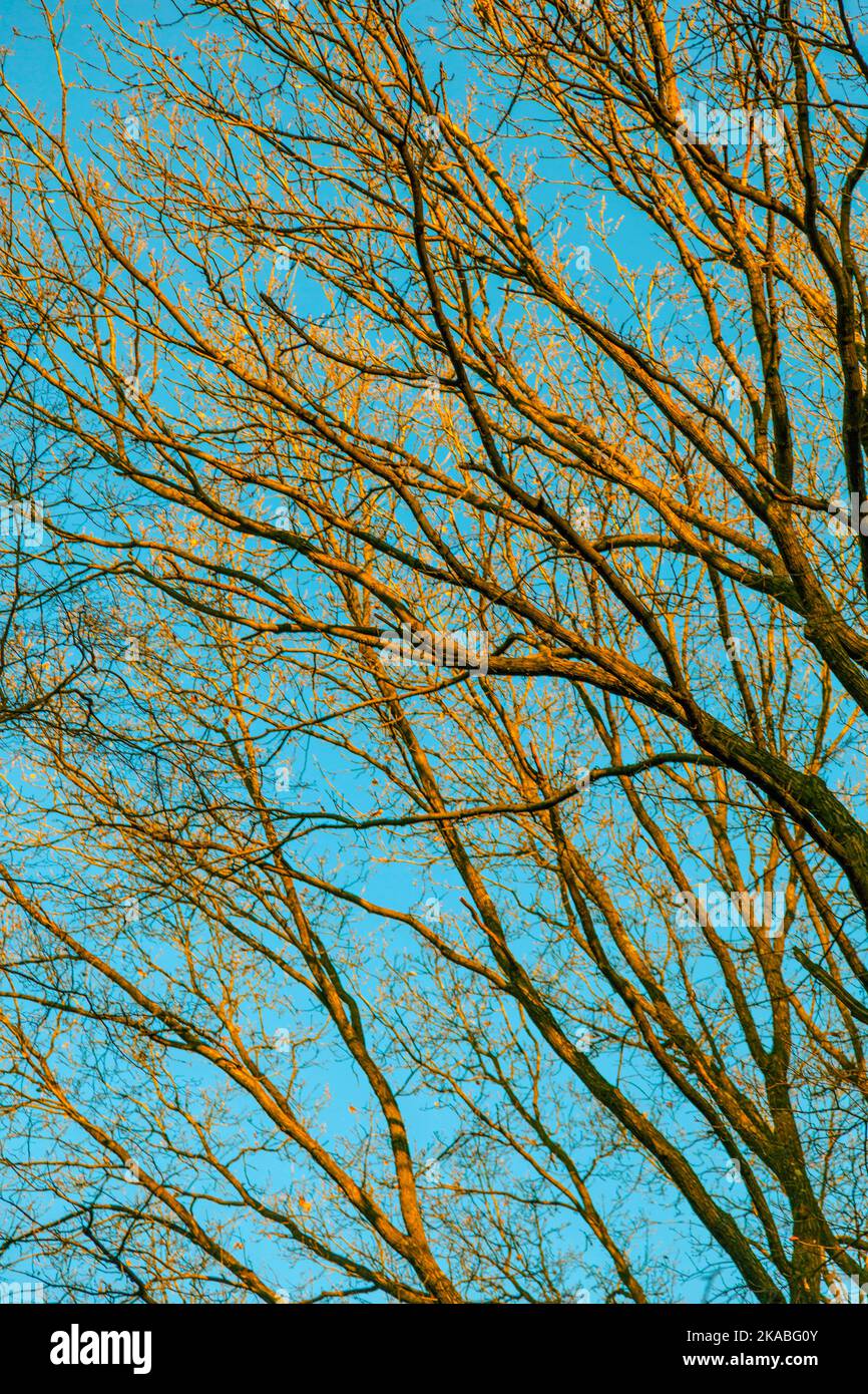 crown of trees under blue sky Stock Photo - Alamy