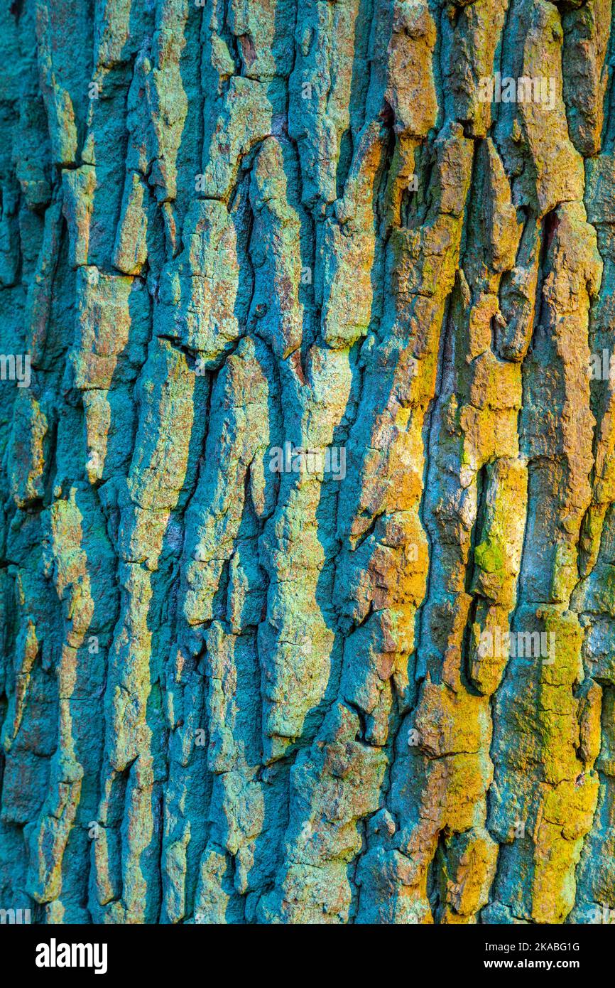 bark of an old oak tree in harmonic green yellow colors Stock Photo - Alamy