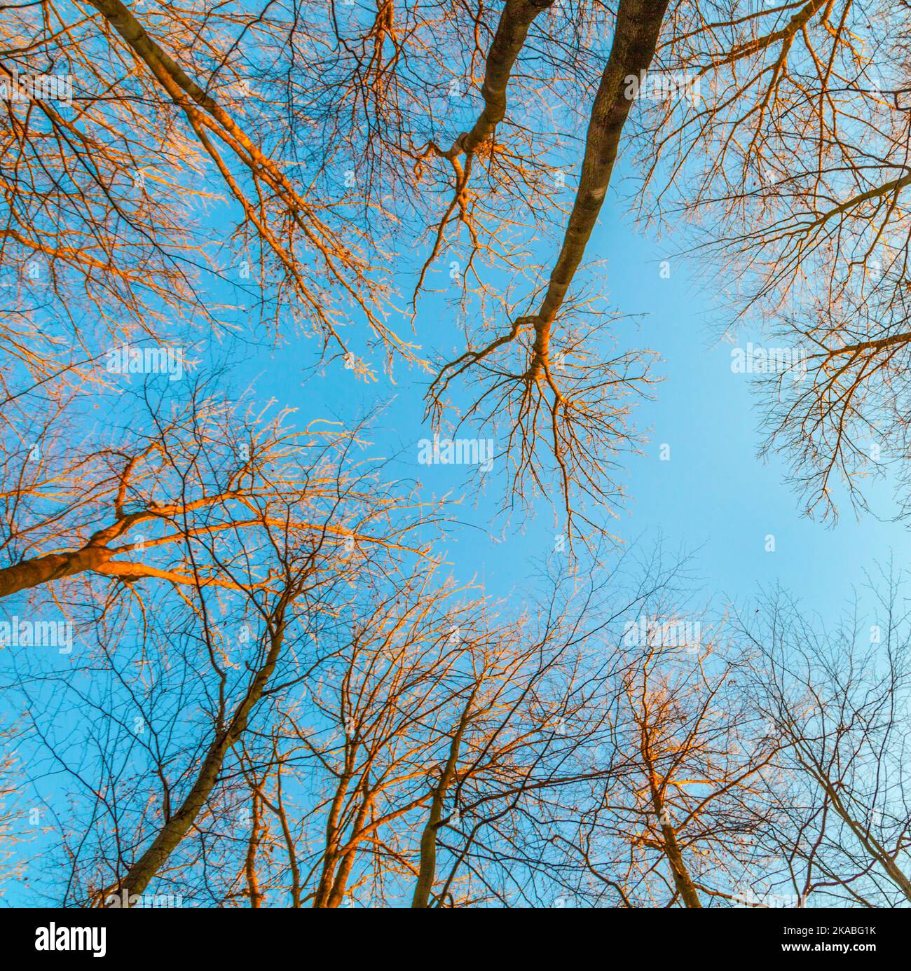 crown of trees under blue sky Stock Photo - Alamy