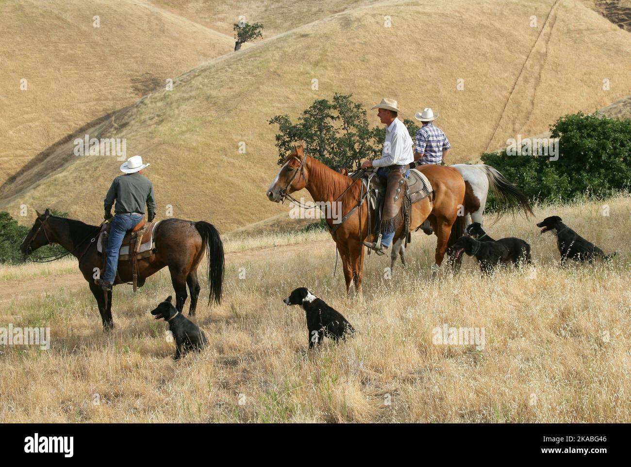 Cowboys and cattle dogs Stock Photo - Alamy