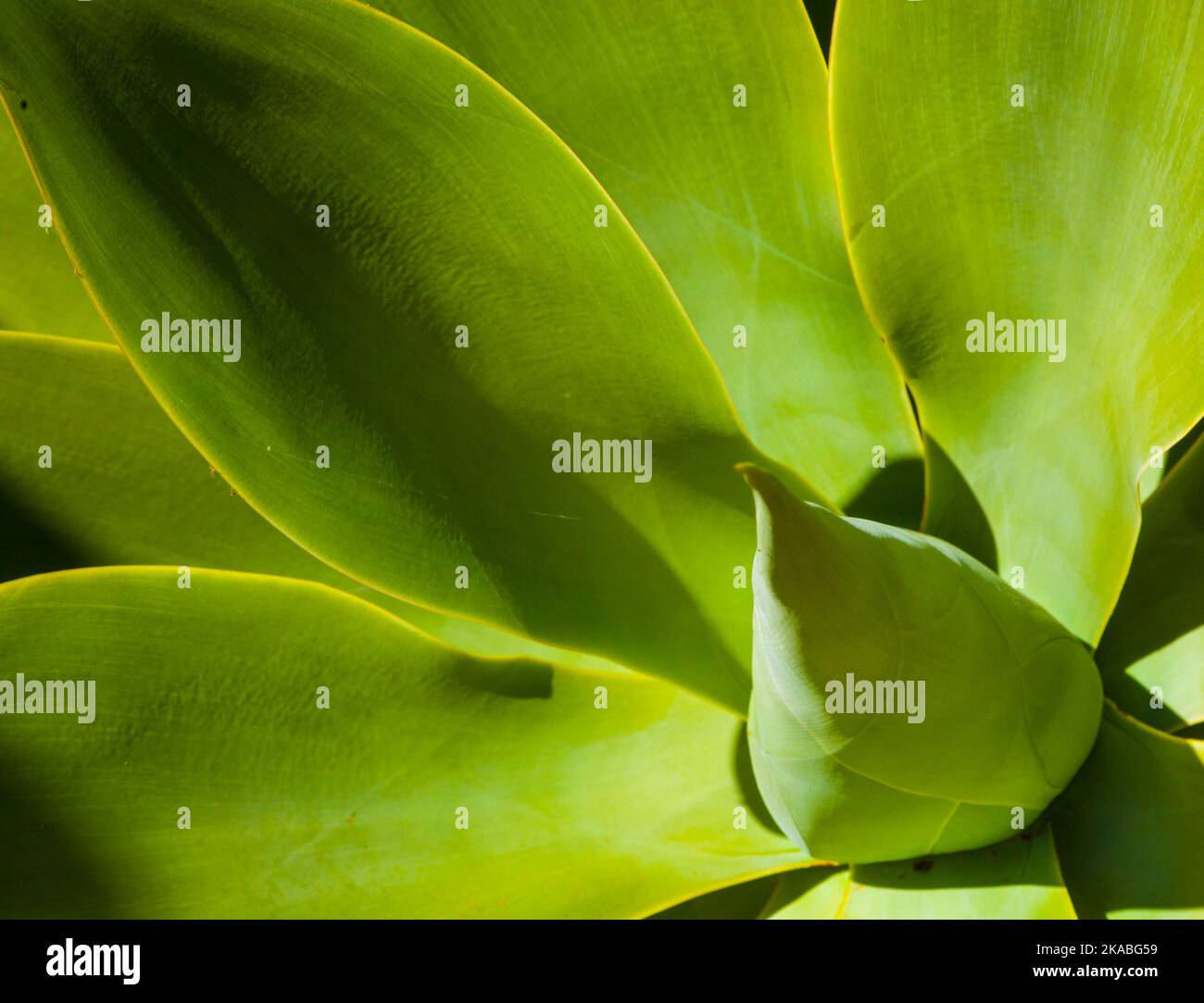 green agave plant in beautiful light Stock Photo - Alamy