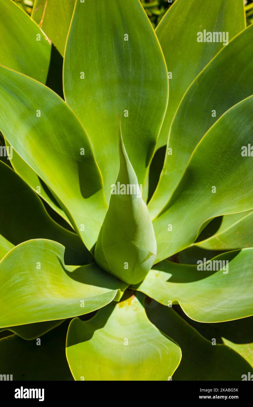 green agave plant in beautiful light Stock Photo - Alamy