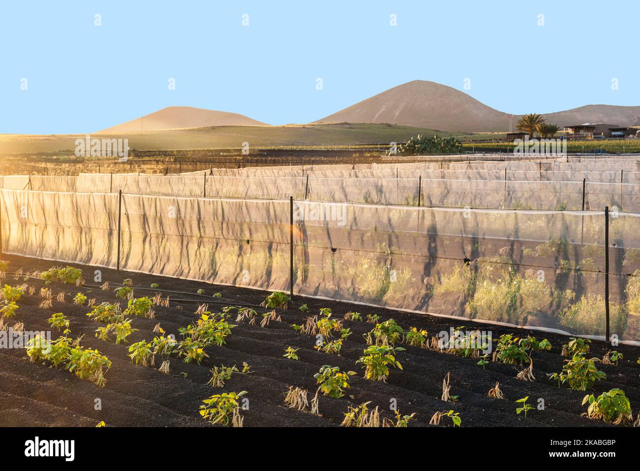 water irrigation system on a field with lapili earth Stock Photo - Alamy
