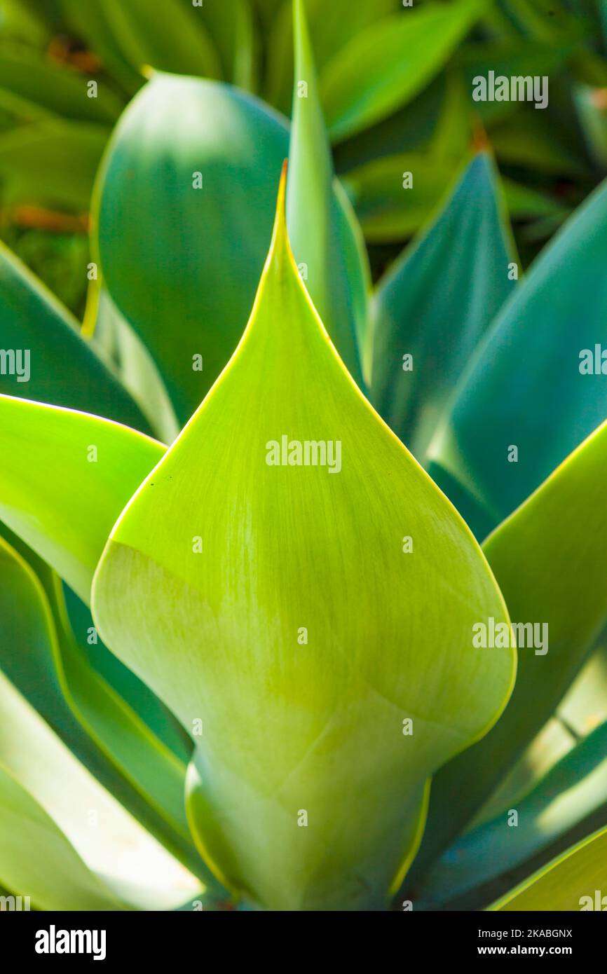 beautiful agave plant in sunlight gives a harmonic pattern Stock Photo ...