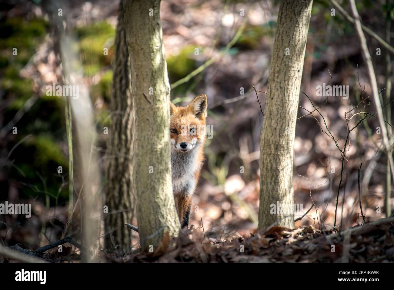 Wild Red Fox in a forest peeking intensely from behind a tree during ...
