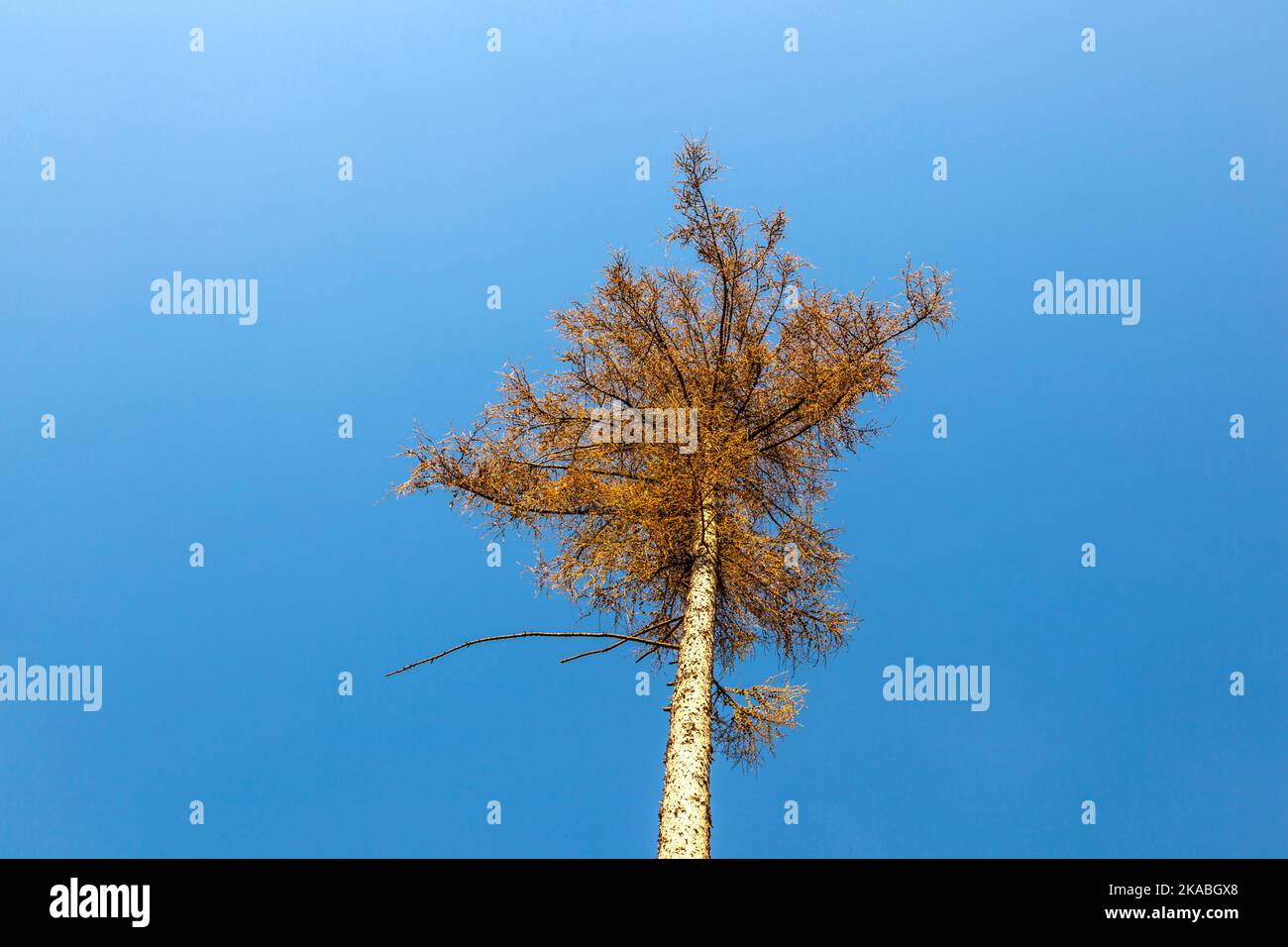 beautiful trees in the wild forest Stock Photo - Alamy