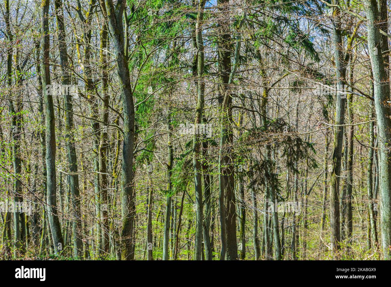 beautiful trees in the wild forest Stock Photo - Alamy