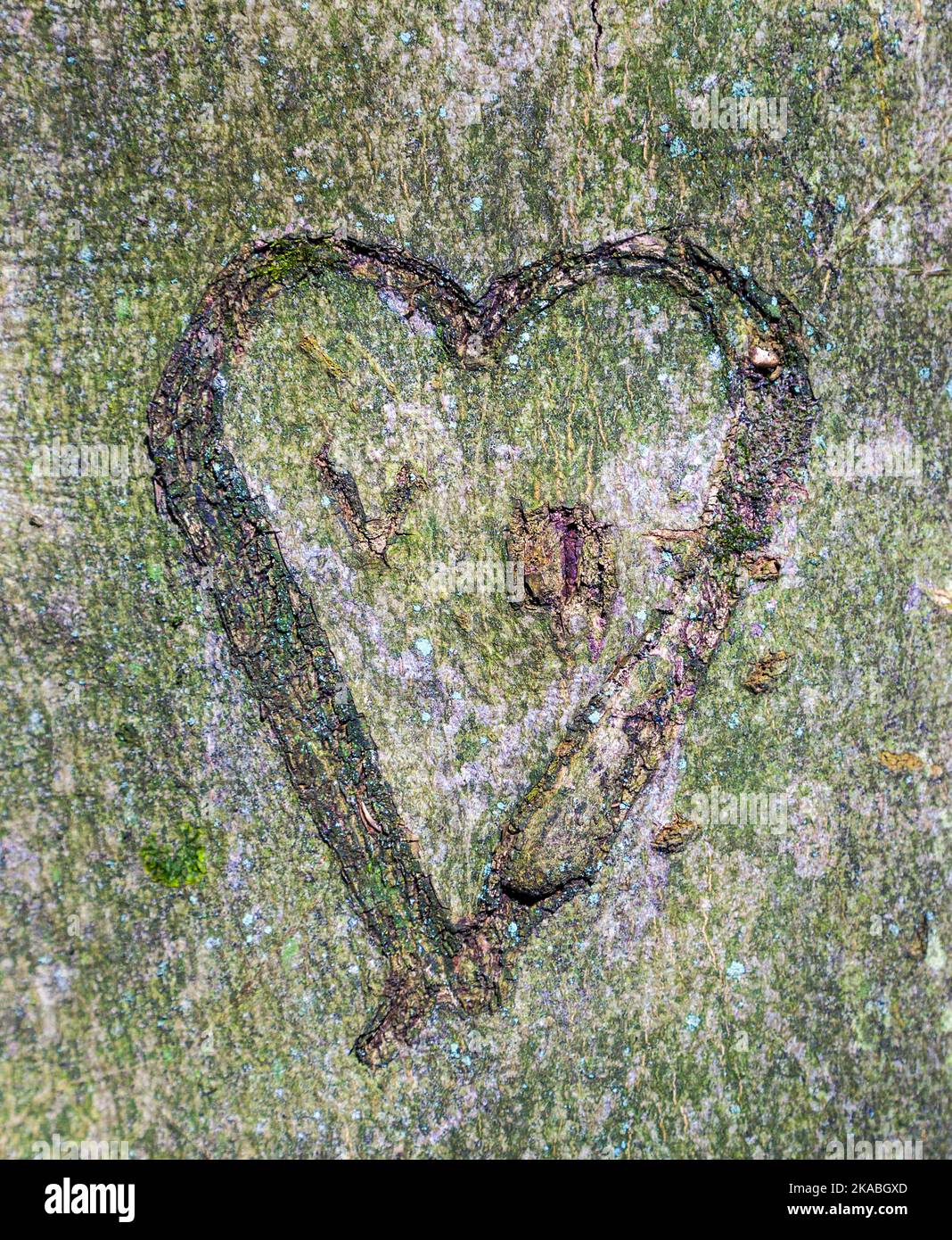 heart carved in tree in the wild forest Stock Photo - Alamy